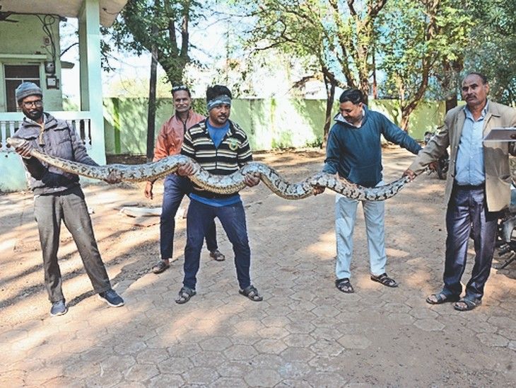 15 feet long python found in the field | रेस्क्यू: खेत में मिला 15 फीट ...