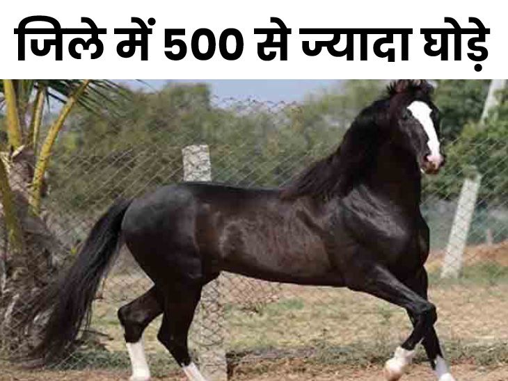 Jind : Animal Husbandry Department, Glanders disease, Horse, Dr ...