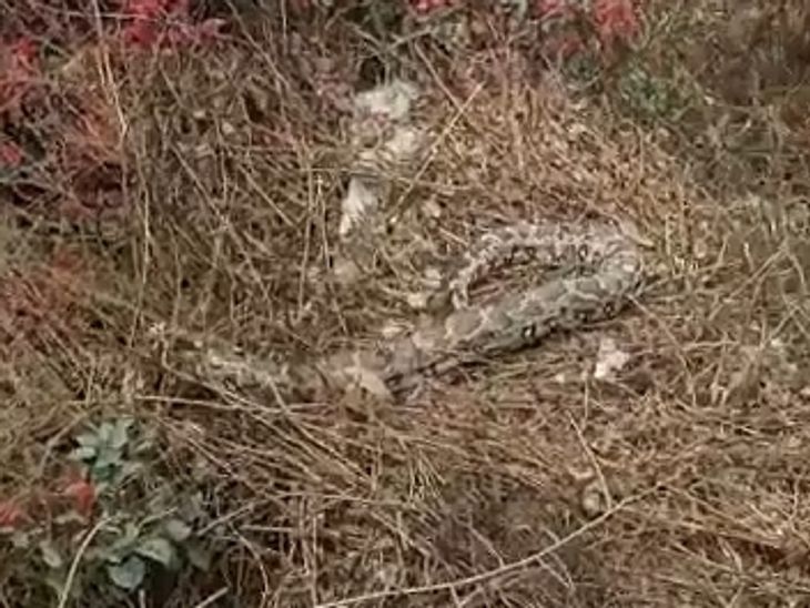 Started crawling out of the bushes, the video went viral; People ...