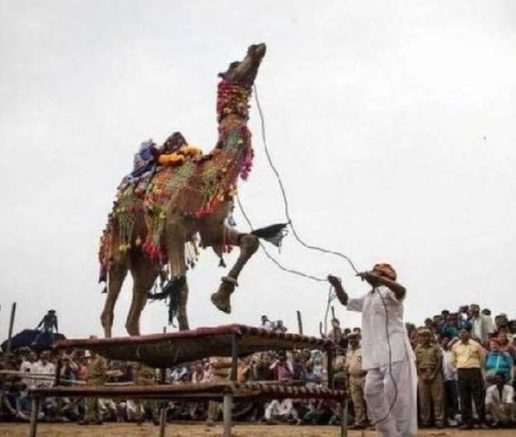 Fifty types of masks will be seen in the carnival, foreign tourists ...