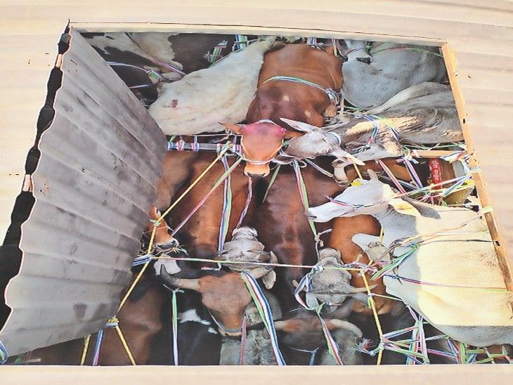Dumri and Nimiaghat police caught two containers loaded with cattle ...