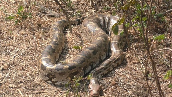 Along with people, animals and birds also enjoyed the sun, the python ...