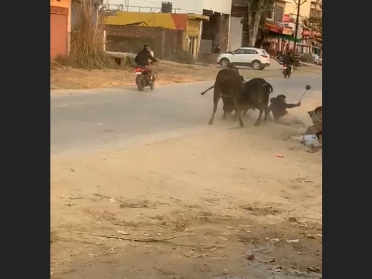 People are troubled by the terror of stray animals, accidents are ...