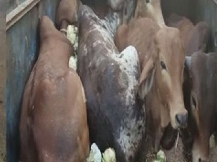 Under the guise of vegetables, they were carrying cattle in a pickup ...