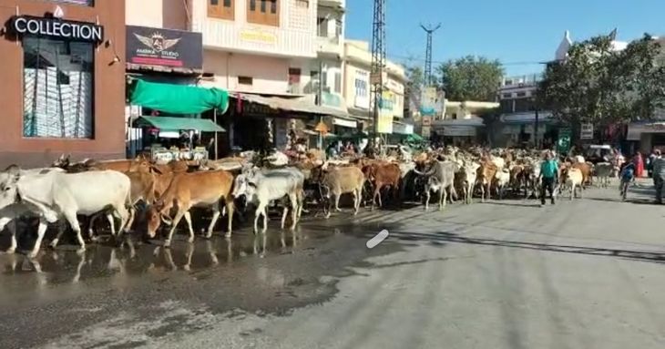 The cows of Gaushala were made to visit the city, children played games ...