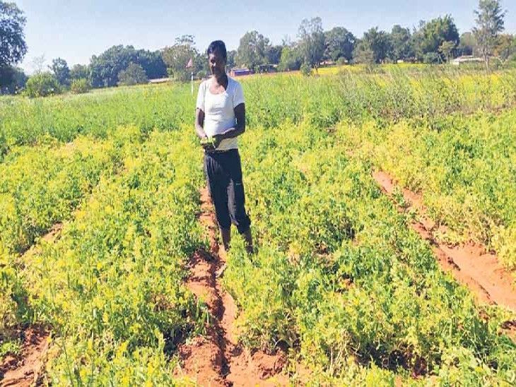 Bharno: Farmers are improving their economic condition by doubling ...