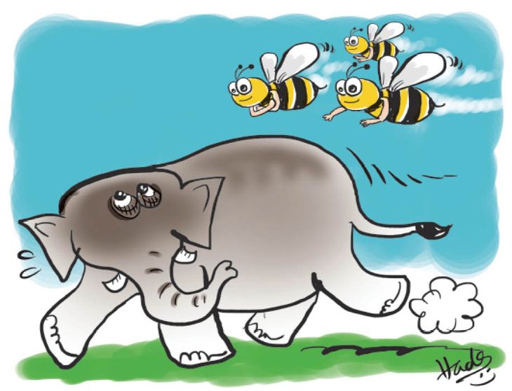 Elephants Attack Vs Bee Army; Madhya Pradesh Rashtriya Ajivika Mission ...