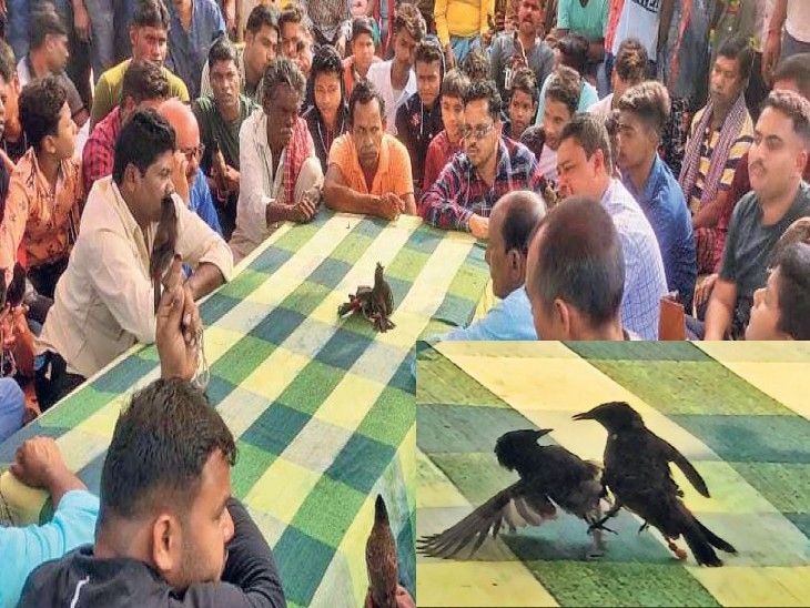 Bulbul fights for the honor of two villages, the loser will have to ...