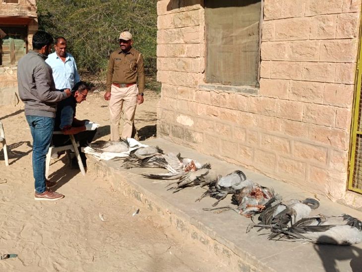 Postmortem of dead bodies of 10 Kurja birds due to fear of bird flu or ...