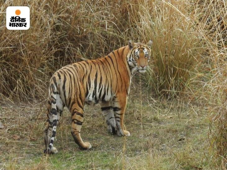 Bhopal (MP) Tiger Movement; Search Operation In Kolar Hills Area