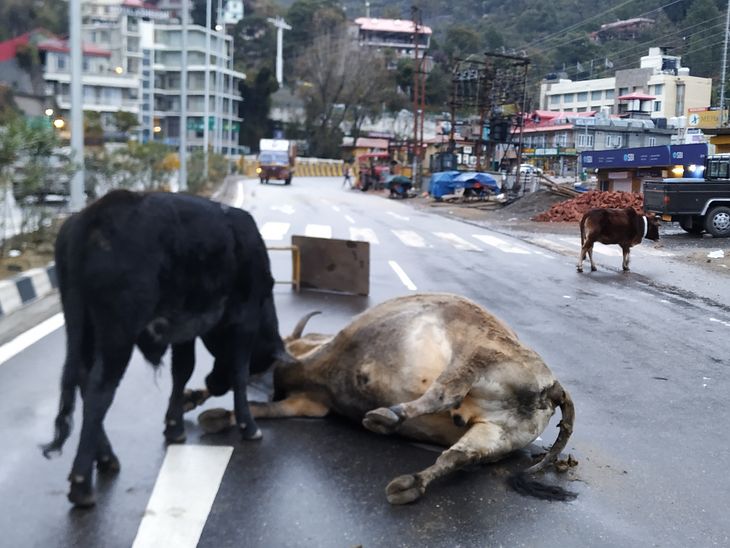 Stray animals falling prey to accidents in Jabli; District ...