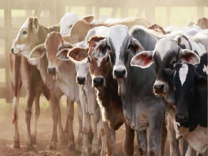 Like humans, preparations are now being made to treat animals with ...