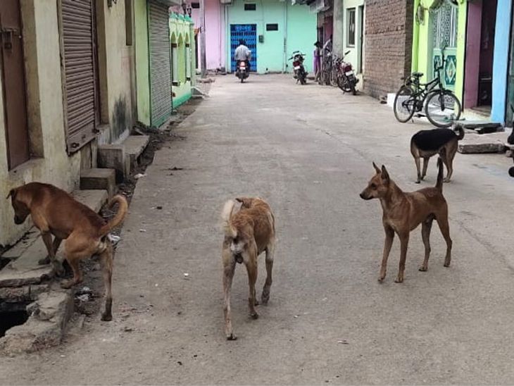 Will save tigers from seven diseases including canine distemper ...