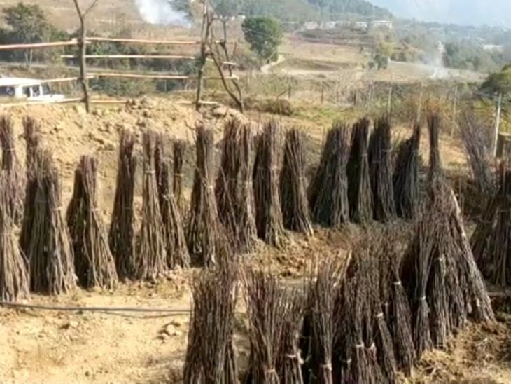 Solan Nauni University Sold Fruit and Vegetable Plants to Himachal and ...