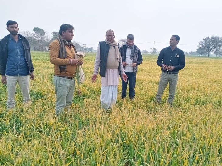 Patwaris were instructed to do girdawari, farmers demanded compensation ...