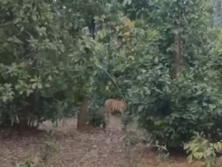 Tiger seen on Madhya Pradesh border adjacent to Koriya district, forest ...