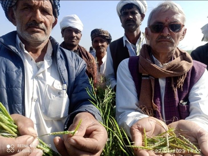 Crops affected in 70 thousand hectares due to frost in Tonk