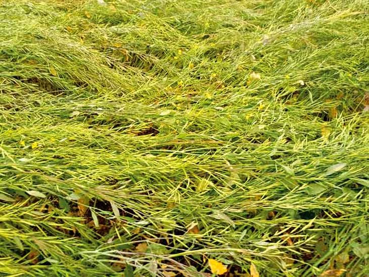 Hail also fell along with rain in Karahal and Dhodhar area, farmers ...