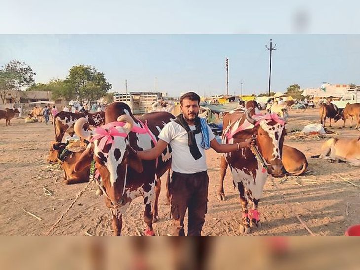 Demand for Nimari animals in neighboring states, animal market business ...