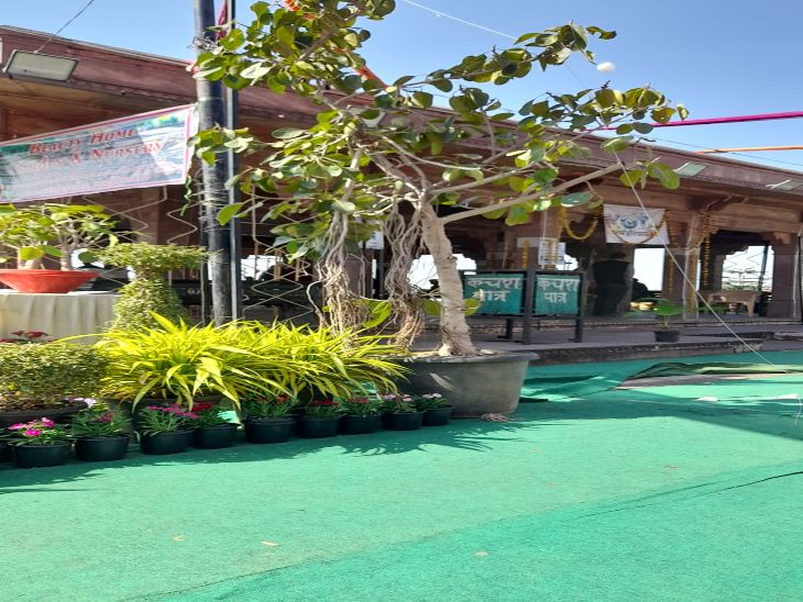 Rajasthan kota Variety of flowers in Kota Festival, Flower Exhibition ...