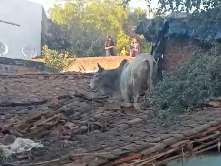 There was a fight between two bulls, the house was damaged | ललितपुर ...