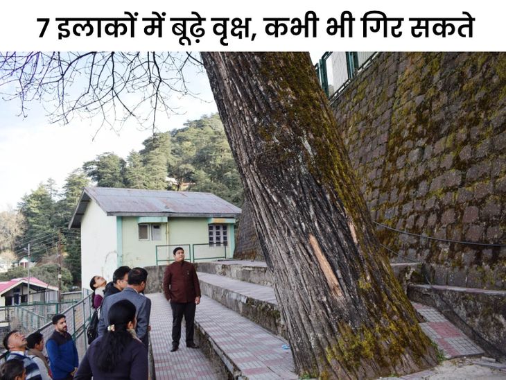 Shimla DC Aditaya Negi Planning to Demolish Dangerous Trees | शिमला में ...