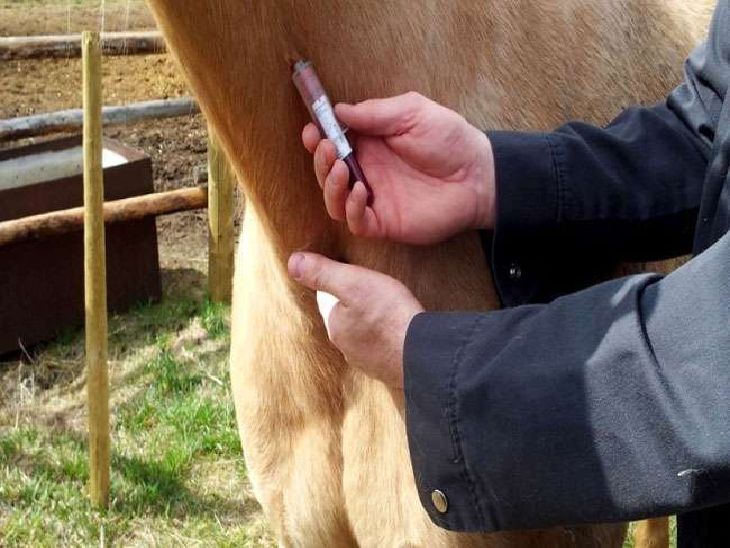 Glanders disease in horses, Animal Husbandry Department came into ...