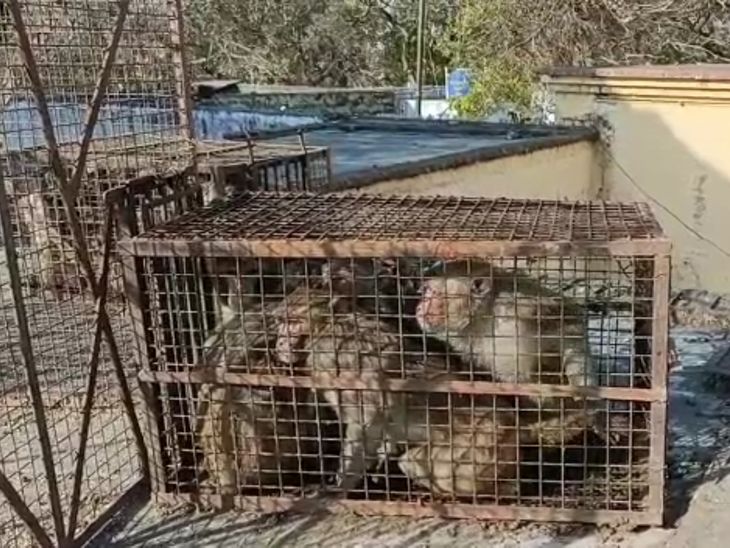 So far 50 monkeys have been imprisoned in the cage, experts have been ...