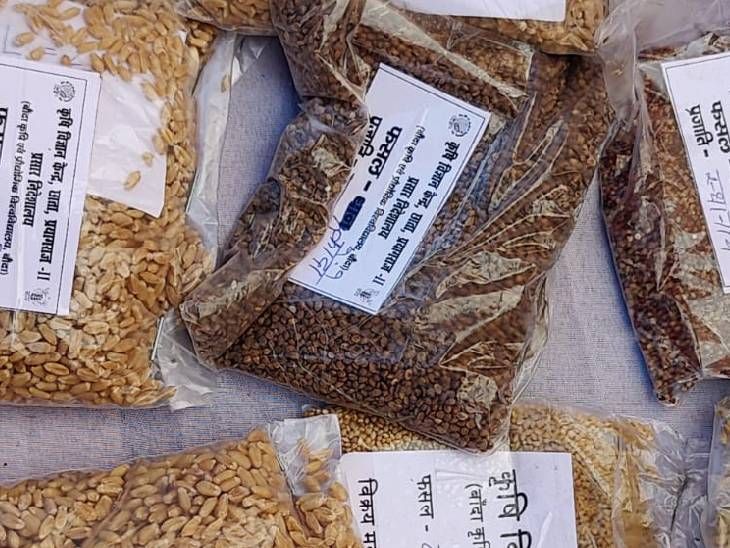 mota anaj production: fat grain means big income The winds of coarse ...