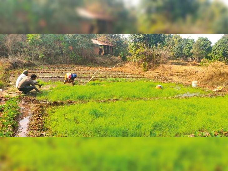 After three years, the target of planting ragi in 500 hectares, 300 ...