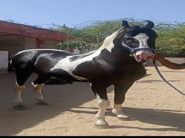 Along with Marwari horses, Arabian and world's smallest breed of horses ...