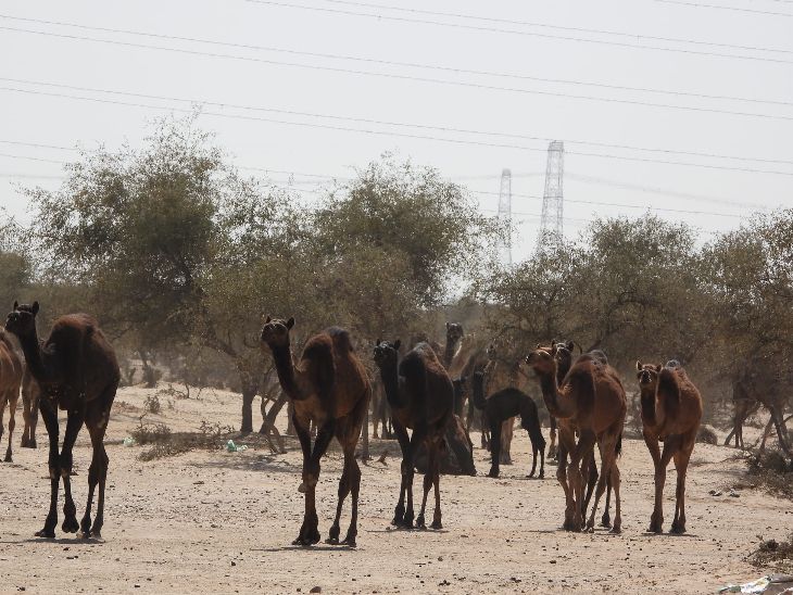 Camel conservation scheme announced in the budget after 3 years, relief ...