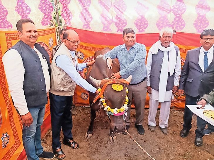 Roop Singh's cow won the first prize of 51 thousand by giving 14 liters ...