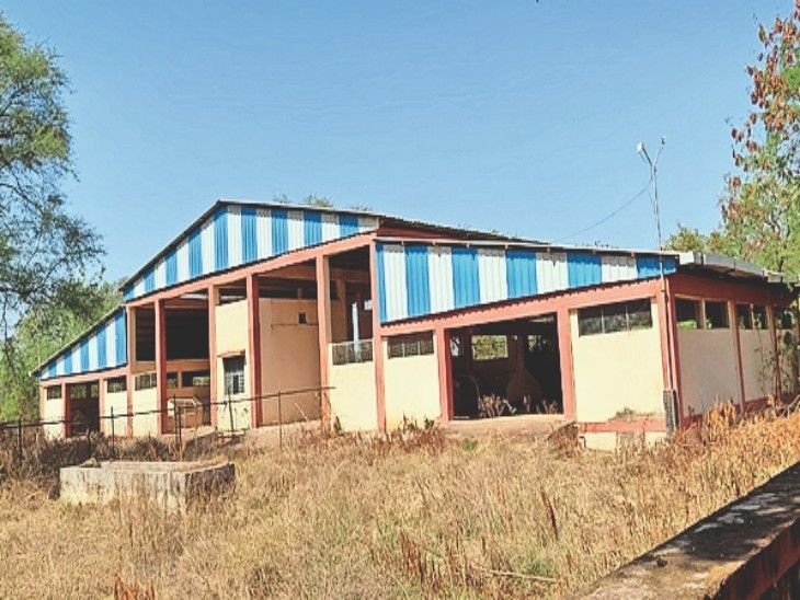 The shed of Bhadavari Breeding Farm was built 12 years ago, till now ...