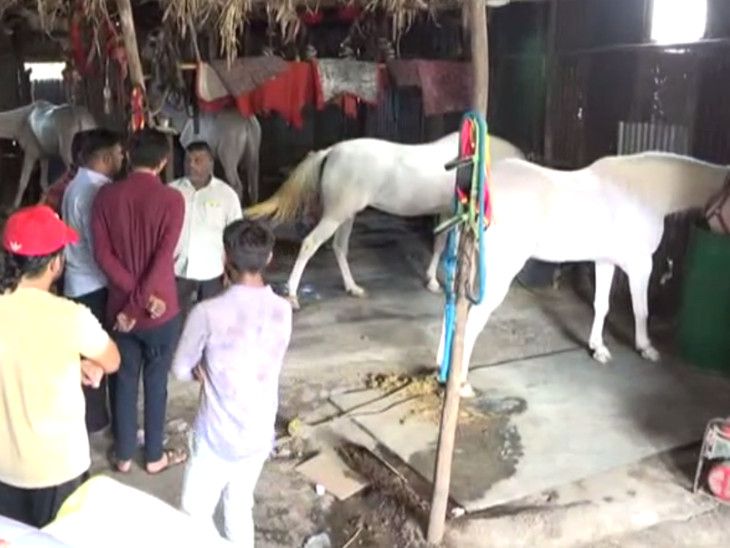 glanders virus reported in surat city of Gujarat, six horses killed | घोड़ों पर ग्लैंडर्स वायरस ...