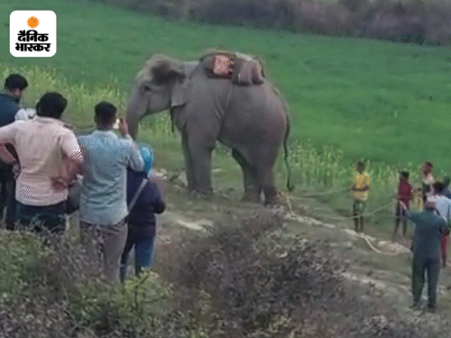 Gorakhpur BJP MLA Elephant Attack Video Update; Bipin Singh | UP News ...