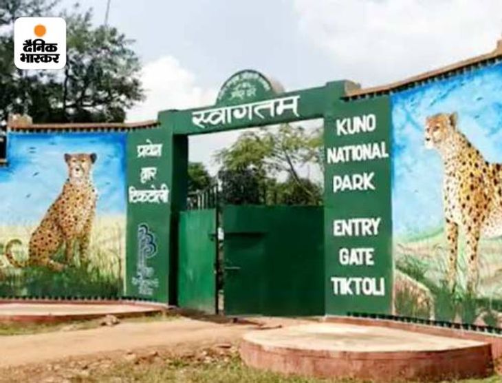 Cheetahs to be released in Quarantine Boma after being dropped from ...