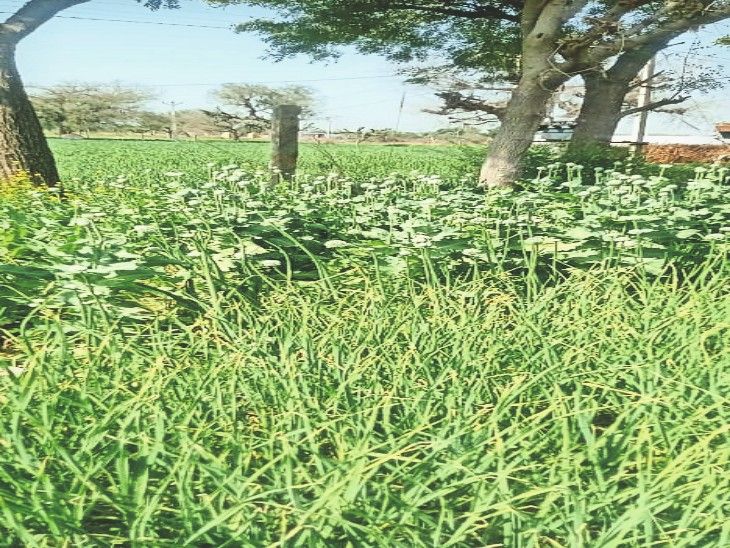 Cultivation of opium under the guise of garlic and onion crop, 98 kg ...