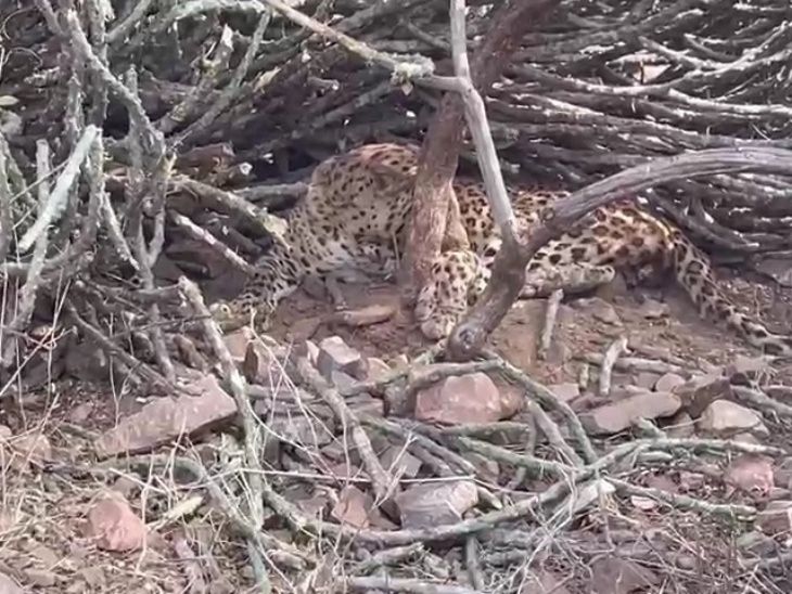 Injured leopard lurking in the bushes, forest department team reached