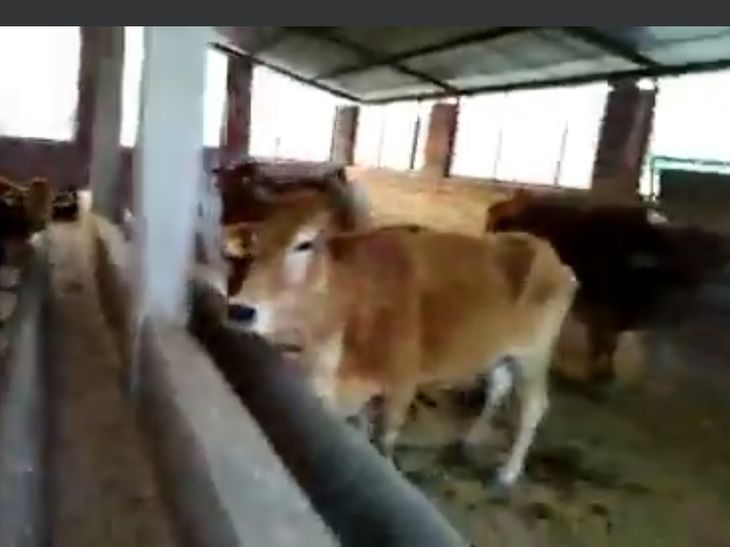 SDM visited Jaisinghpur Kangaihan Cow Sanctuary, kangra; Himachal ...