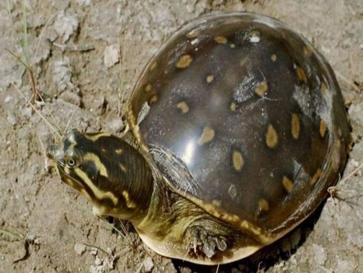 One and a half lakh rupees were taken from the youth, the accused said - a tortoise worth 3 ...