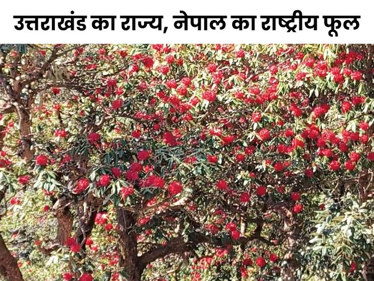 Sirmaur, Haripurdhar valley | Buransh Flower, Nepal National Flower ...
