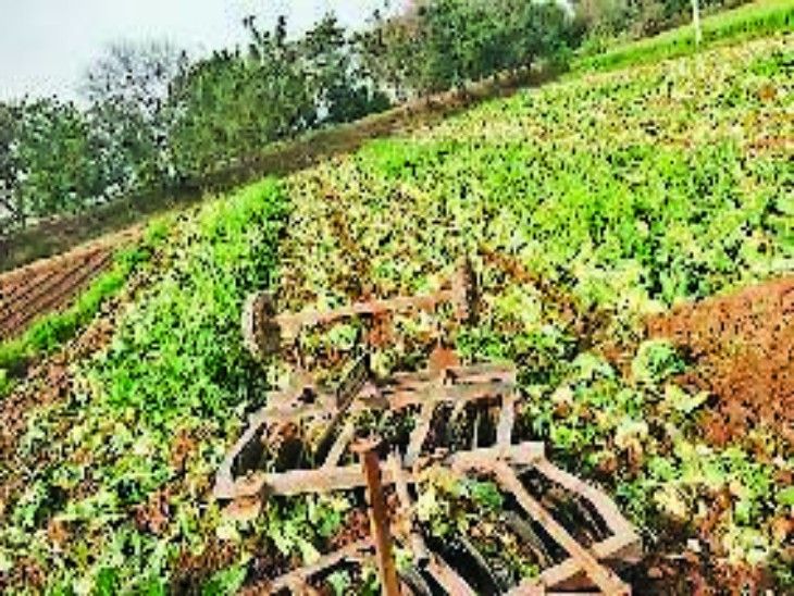 Cabbage started crying... 35 kg 50 rupees. I am being sold, farmers are ...