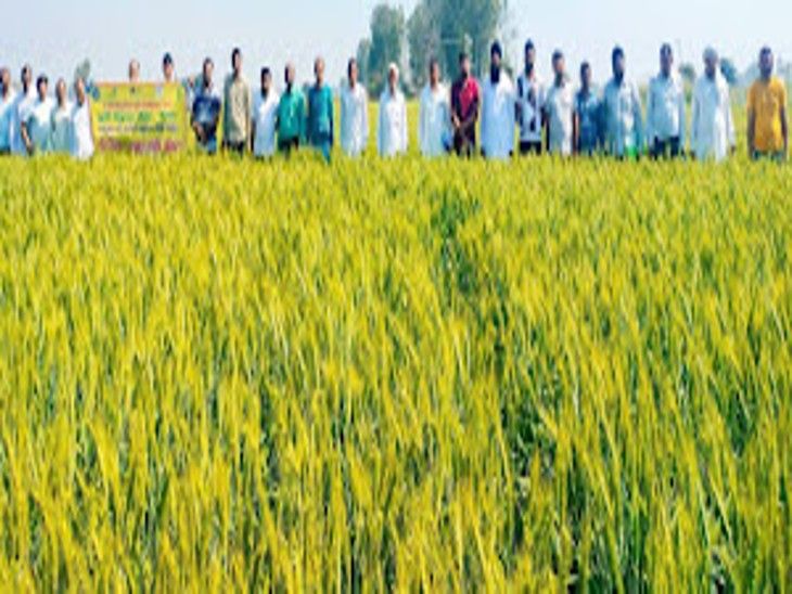 One day Kisan Khet Diwas celebrated in Ahun | किसान खेत दिवस: आहूं में ...