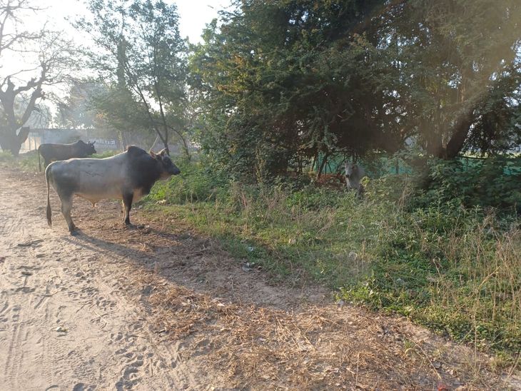 Officials accused of leaving animals from cowshed at night, said ...