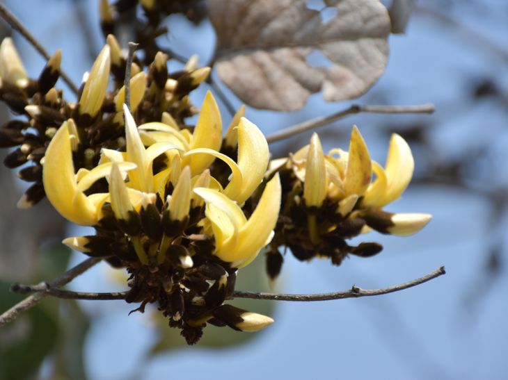 Rare yellow Palash blossomed in Holi, Used to make herbal colour ...