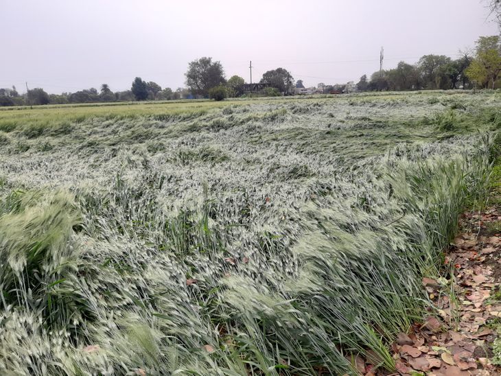 In Narmadapuram, wheat and gram crops got stuck, farmers said the grain ...