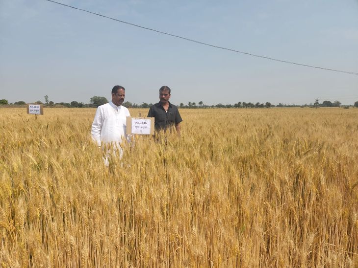 Wheat will not ripen prematurely even in extreme heat, yield will ...