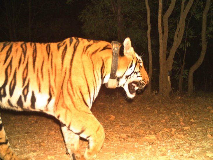 Tiger caught from Manit will increase its clan in Madhav National Park ...