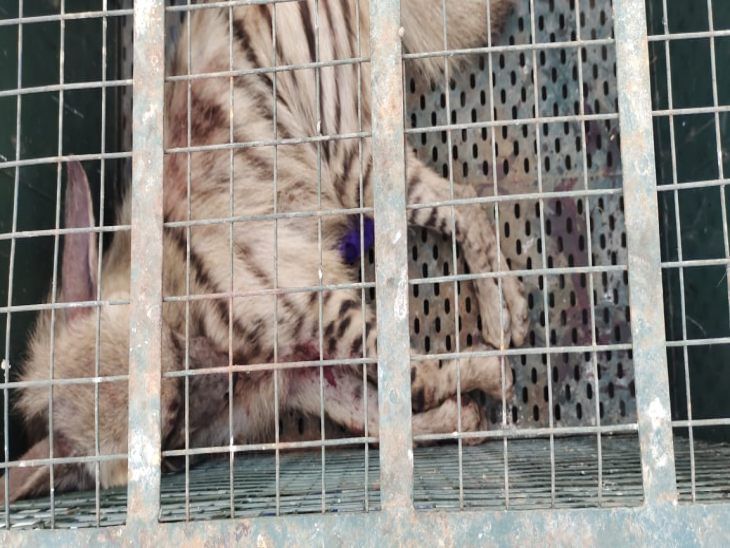 Forest team rescued and released Jarakh in the forest | जरख ने हमला कर ...